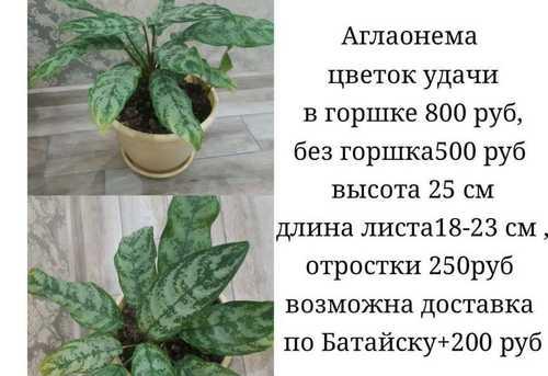 Комнатные цветы