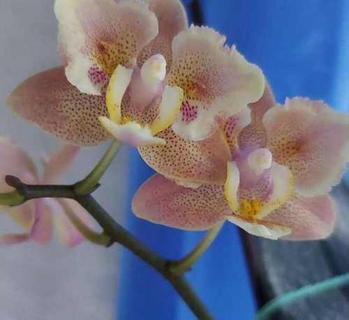 Орхидея Одорион бабочка