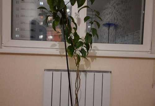 Мандариновое дерево
