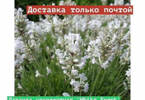 Лаванда узколистная White Scent