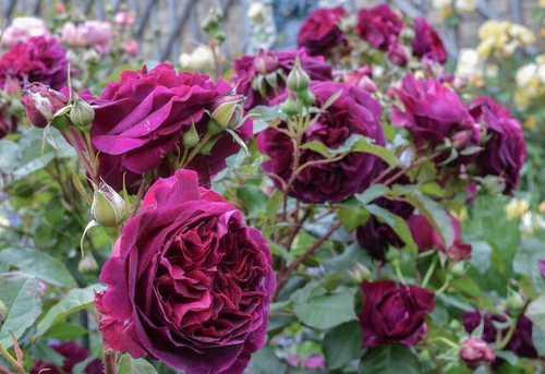 Роза Манстед Вуд английская роза