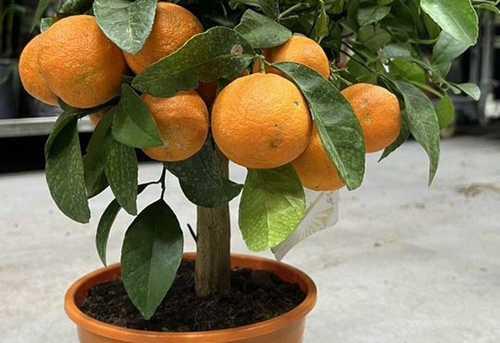Цитрус Чинотто, мандарин чинотто, с плодами