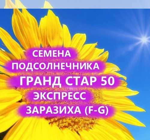 Семена подсолнечника Гранд Стар 50 Гибрид, Крым