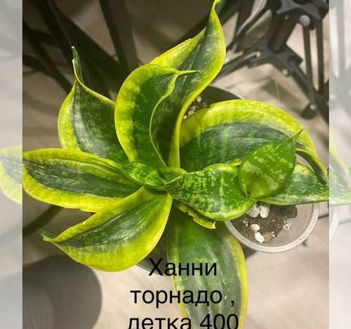 Сансевиерия Ханни торнадо