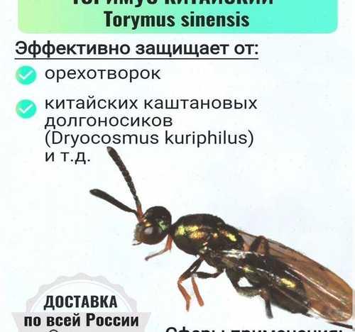 Торимус Китайский от Орехотвороток и Каштановых до
