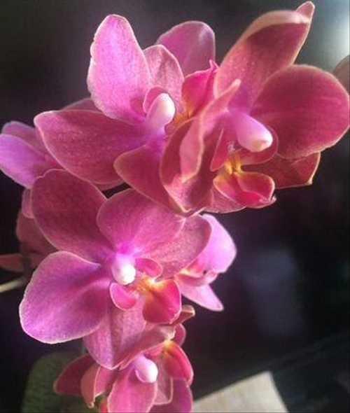 Орхидеи парфюмерная фабрика