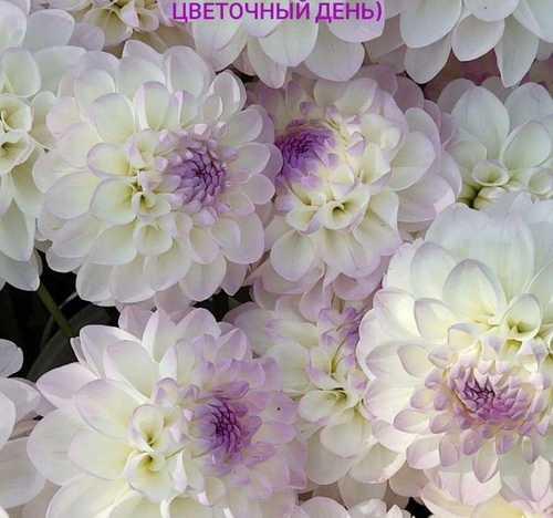 Георгин эвелин клубни