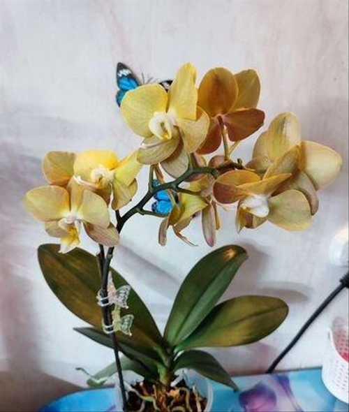Орхидея фаленопсис Монако