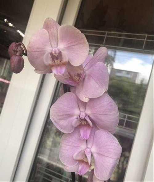 Орхидея фаленопсис Rome