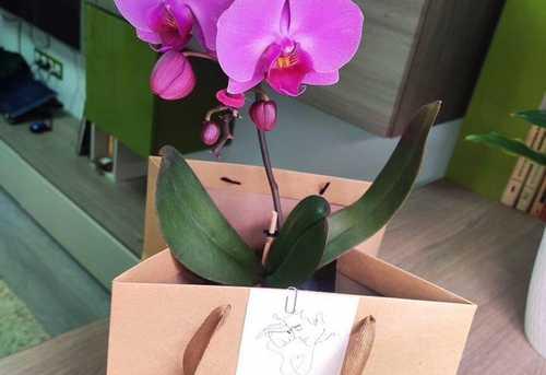Орхидея фаленопсис Pink Twilight цветущая