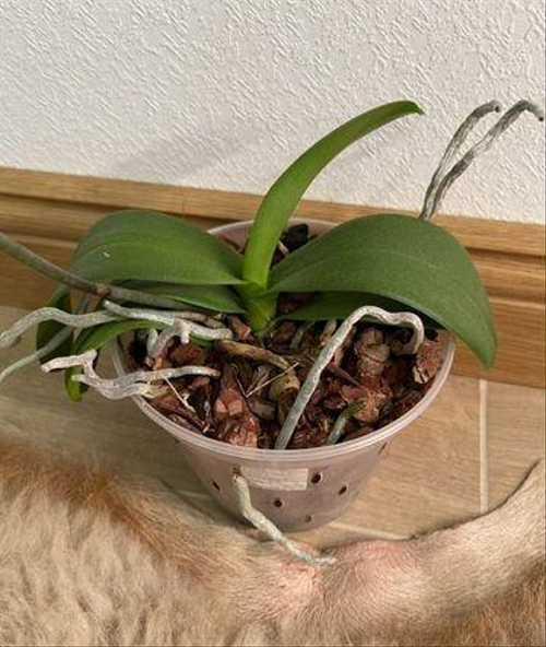 Орхидея фаленопсис intermedia Orange