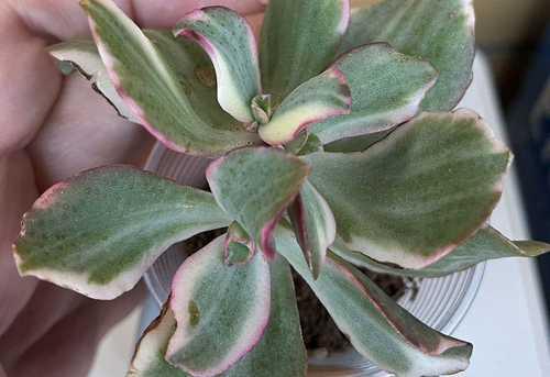 Crassula Arborescens Green Variegata