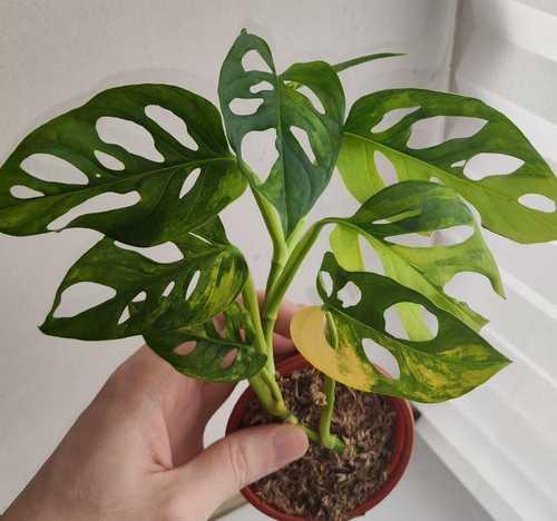 Monstera Adansonii Variegated (жётлый)