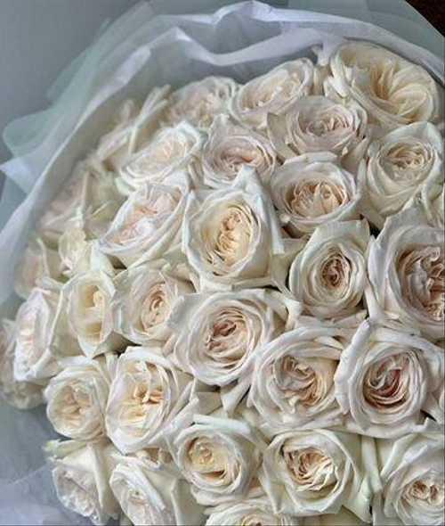 Розы белые пионовидные White O'Hara