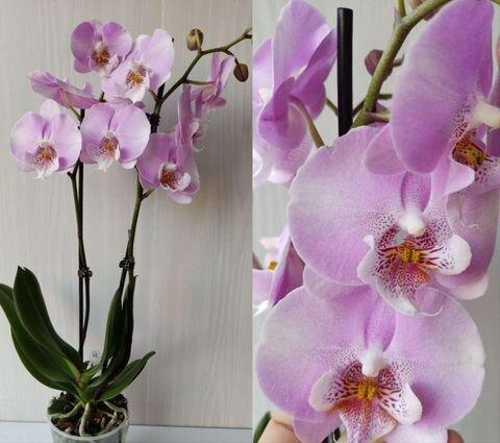 Орхидея Younghome Princess