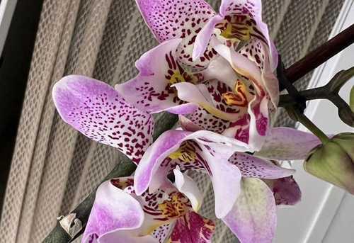 Орхидея Jillion в мутации трилипс