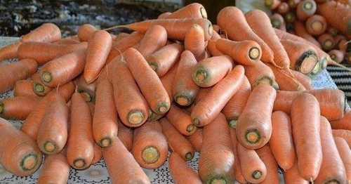 Семена моркови деревенская сочная