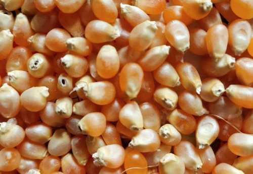 Кукуруза попкорн семенной материал непротравленный