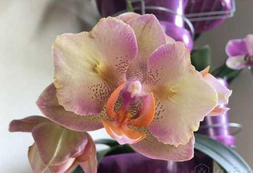 Орхидея фаленопсис бабочка Легато, редкие сорта