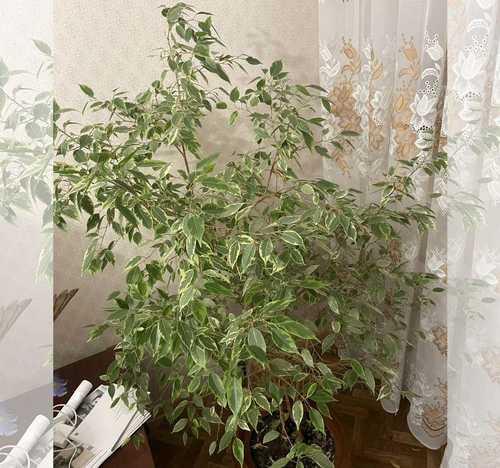 Фикус бенджамина 1.5м