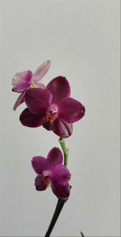 Орхидея фаленопсис sogo relex (сого релекс)цветёт