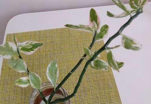 Комнатное растение педилантус