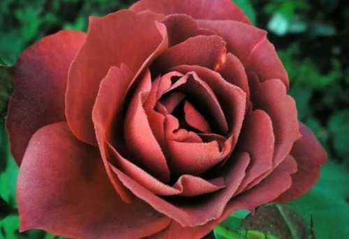 Роза Хот Шоколад саженцы новый красивый сорт