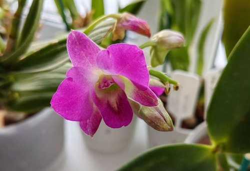 Орхидея дендробиум Берри Орда. Домашний цветок