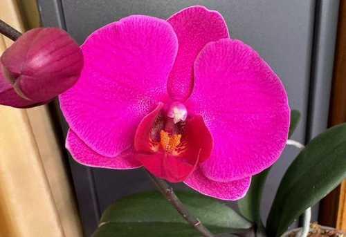 Цветет. Взрослая орхидея на подарок