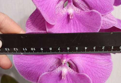 Орхидея фаленопсис Биг Лип