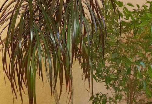 Растение в офис Пальма драцена
