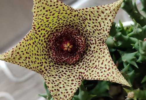 Орбея (orbea verrucosa)