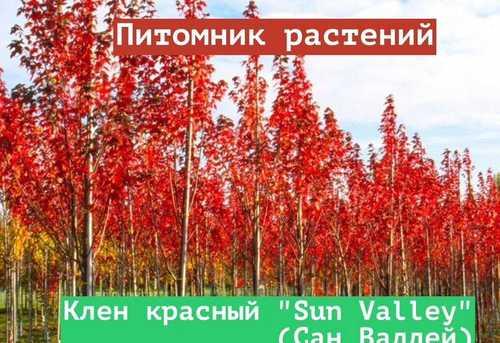 Саженцы Клен красный Sun Valley (Сан Валлей)