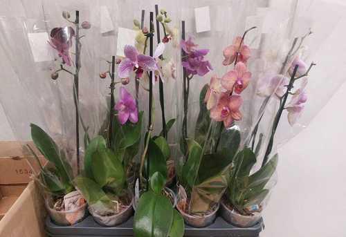 Орхидея фаленопсис бронь для Елены