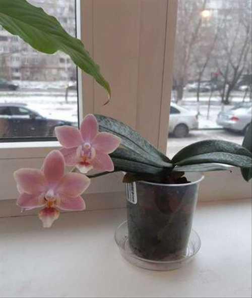 Орхидея фаленопсис парфюмерная фабрика Одорион