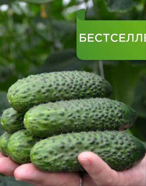 Св 4097 F1 семена огурцов 1000 шт Seminis