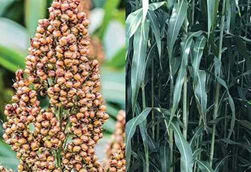 Семена зернового сорго и гибрида сорго-суданского