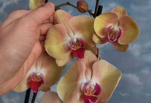 Орхидея сорт Summie gold, цветет