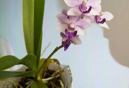 Орхидея фаленопсис Сапфир