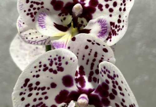 Орхидея фаленопсис сортовая