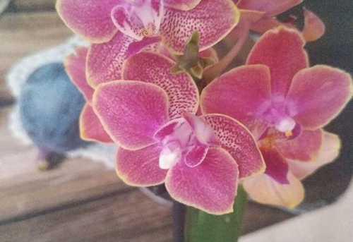 Орхидея фаленопсис sogo super
