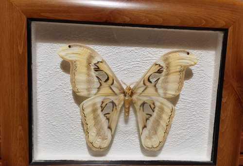 Коллекционная бабочка Attacus Atlas в рамке