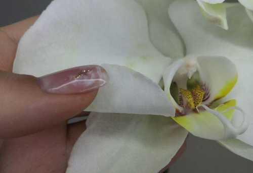 Орхидея кремовая с зеленцой