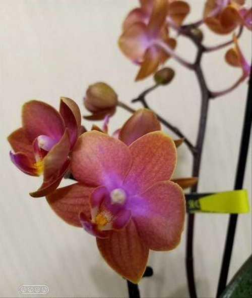 Орхидея фаленопсис парфюмерная фабрика Дасти Бэлль