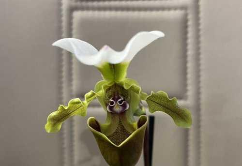 Орхидея Paphiopedilum spicerianum