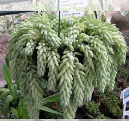 Очиток Моргана. Суккулент. Sedum morganianum