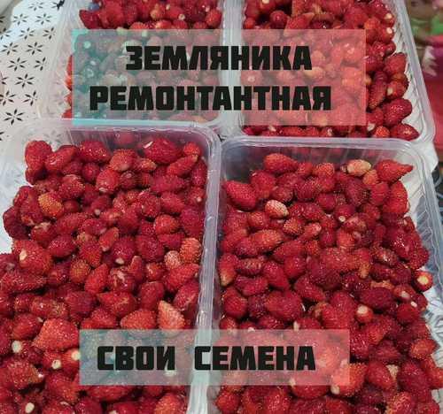 Семена земляники, паслён чёрный