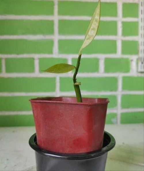 Растение комнатное педилантус Финка цветок