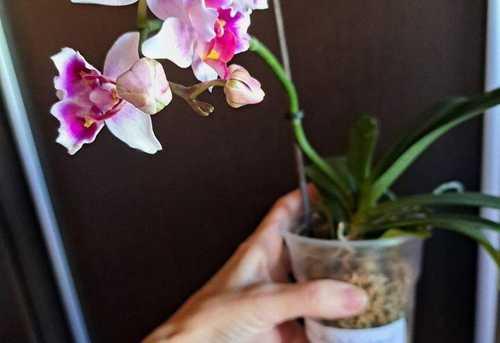 Орхидея фаленопсис Трилипс