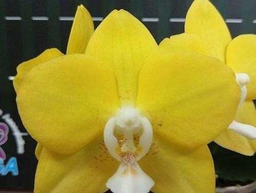 Орхидея фаленопсис Sogo Meili